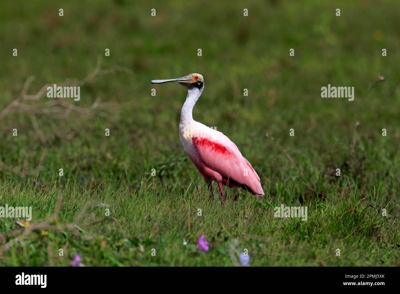 Roseate spoonbill (Ajaia ajaja), Pantanal, Mato Grosso, Brazil Stock ...