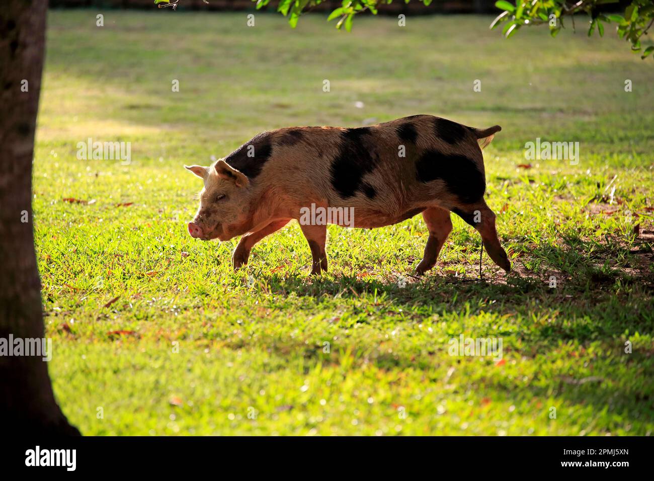 Domestic pig, female, sow, Pantanal, Mato Grosso, Brazil Stock Photo ...