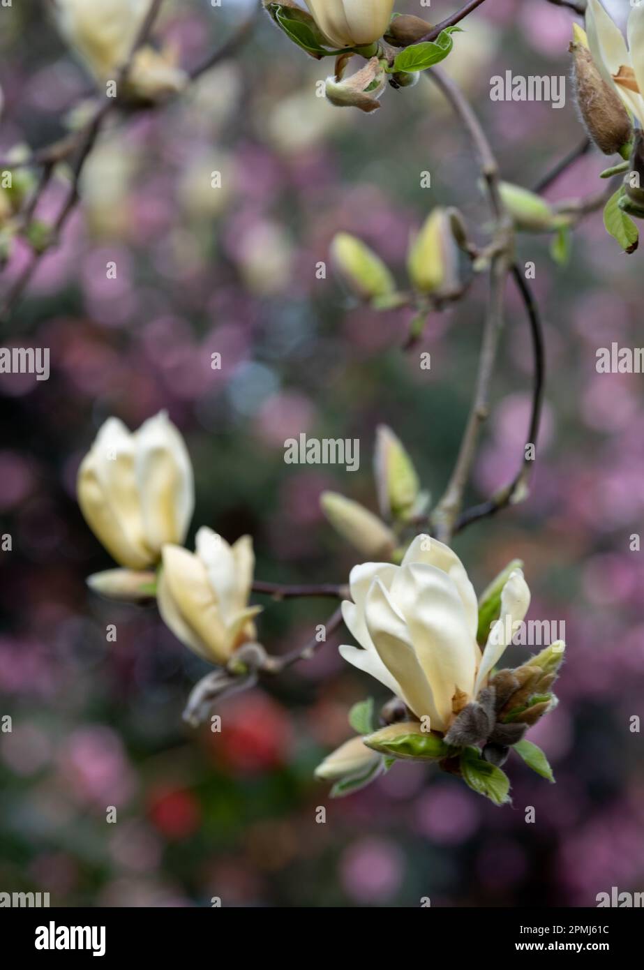 Close up of stunning yellow flowers of the rare Yellow Fever magnolia ...