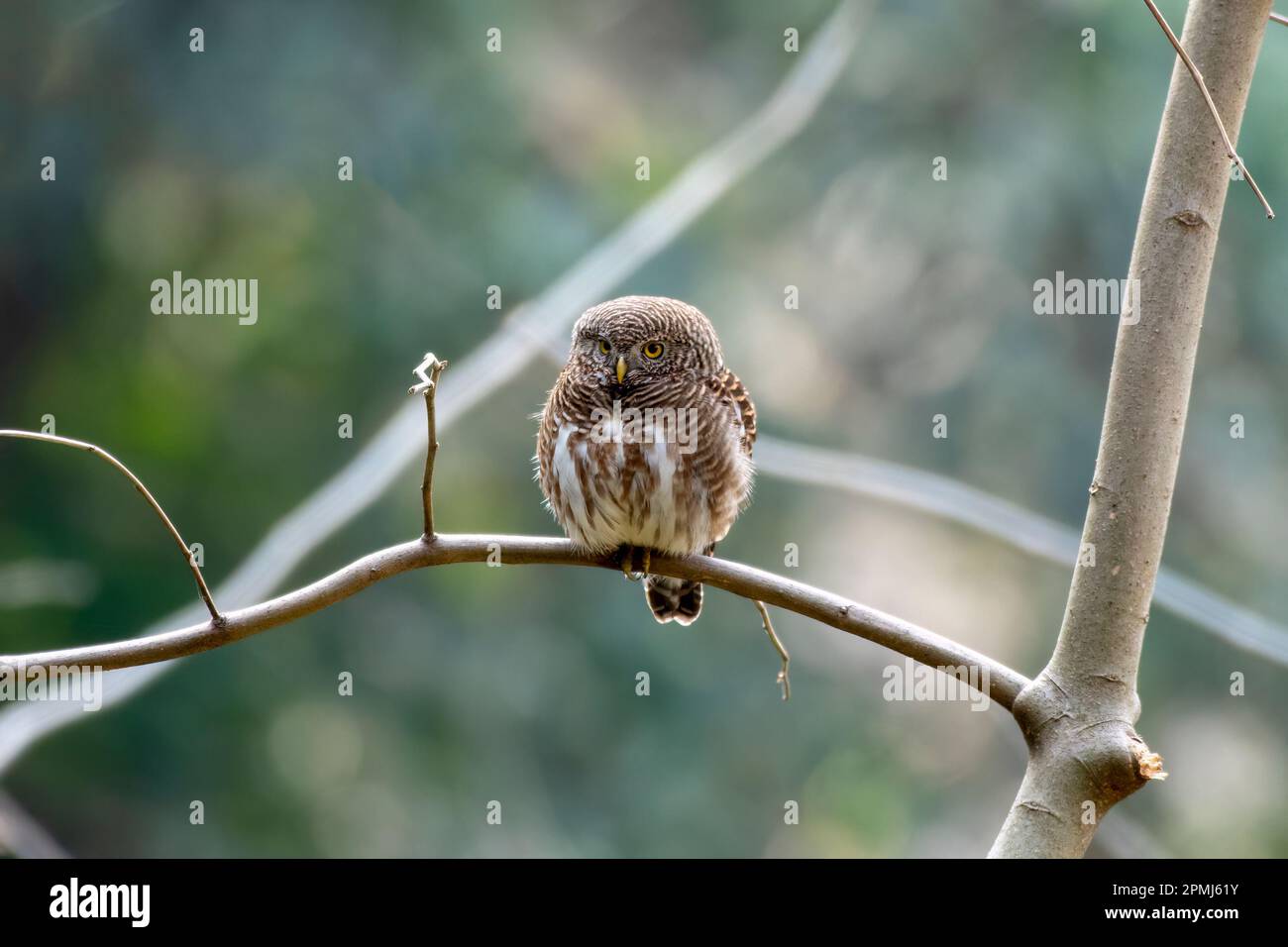 Asian barred owlet (Glaucidium cuculoides) observed in Rongtong in West ...