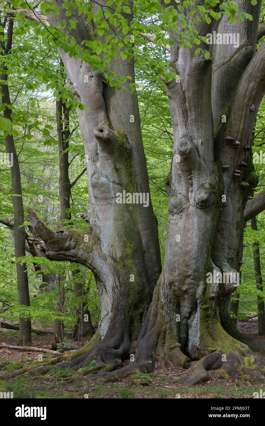 Triple beech hi-res stock photography and images - Alamy