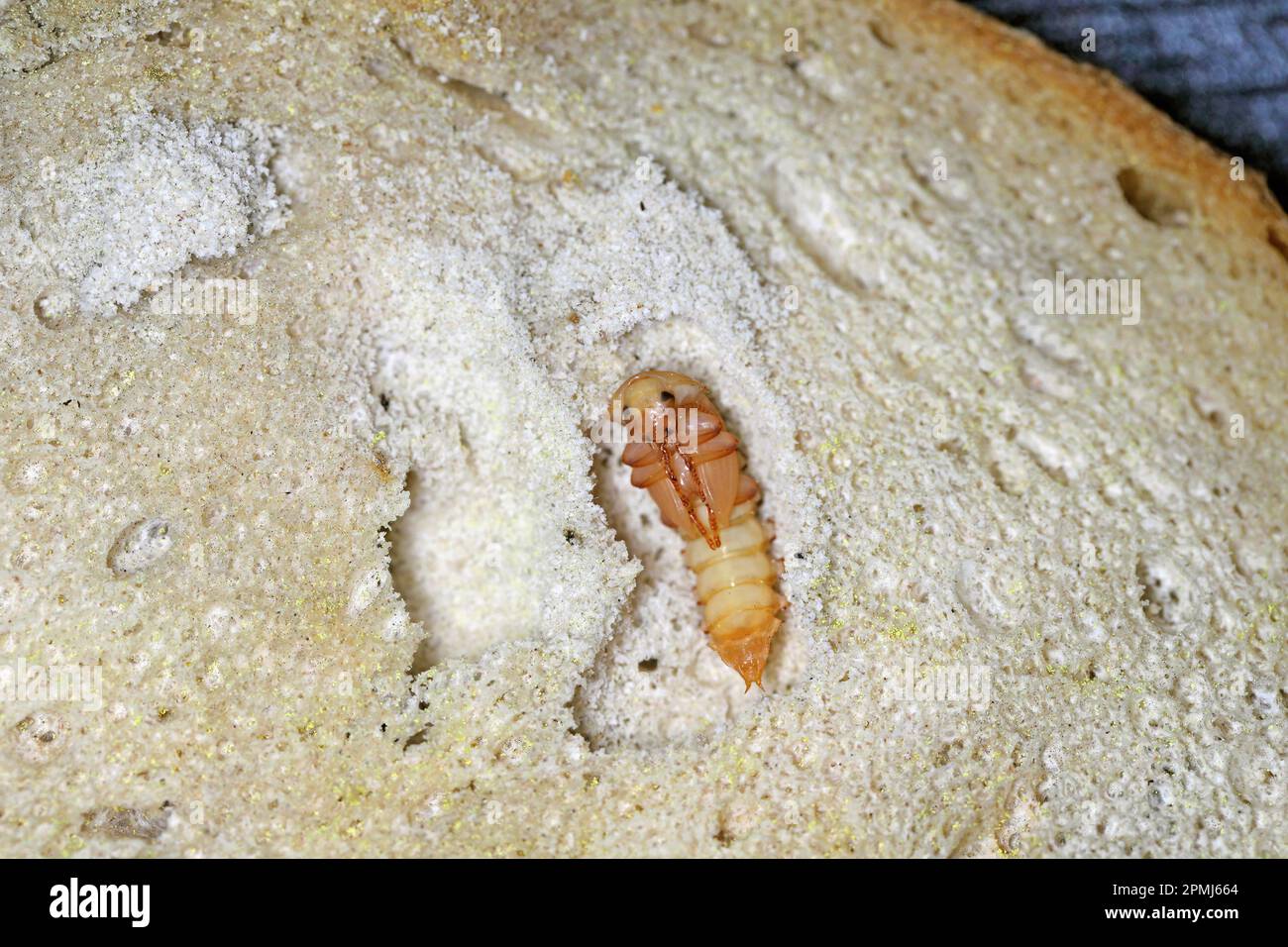 Darkling beetle Tenebrio molitor pupa in an old, dry piece of bread ...