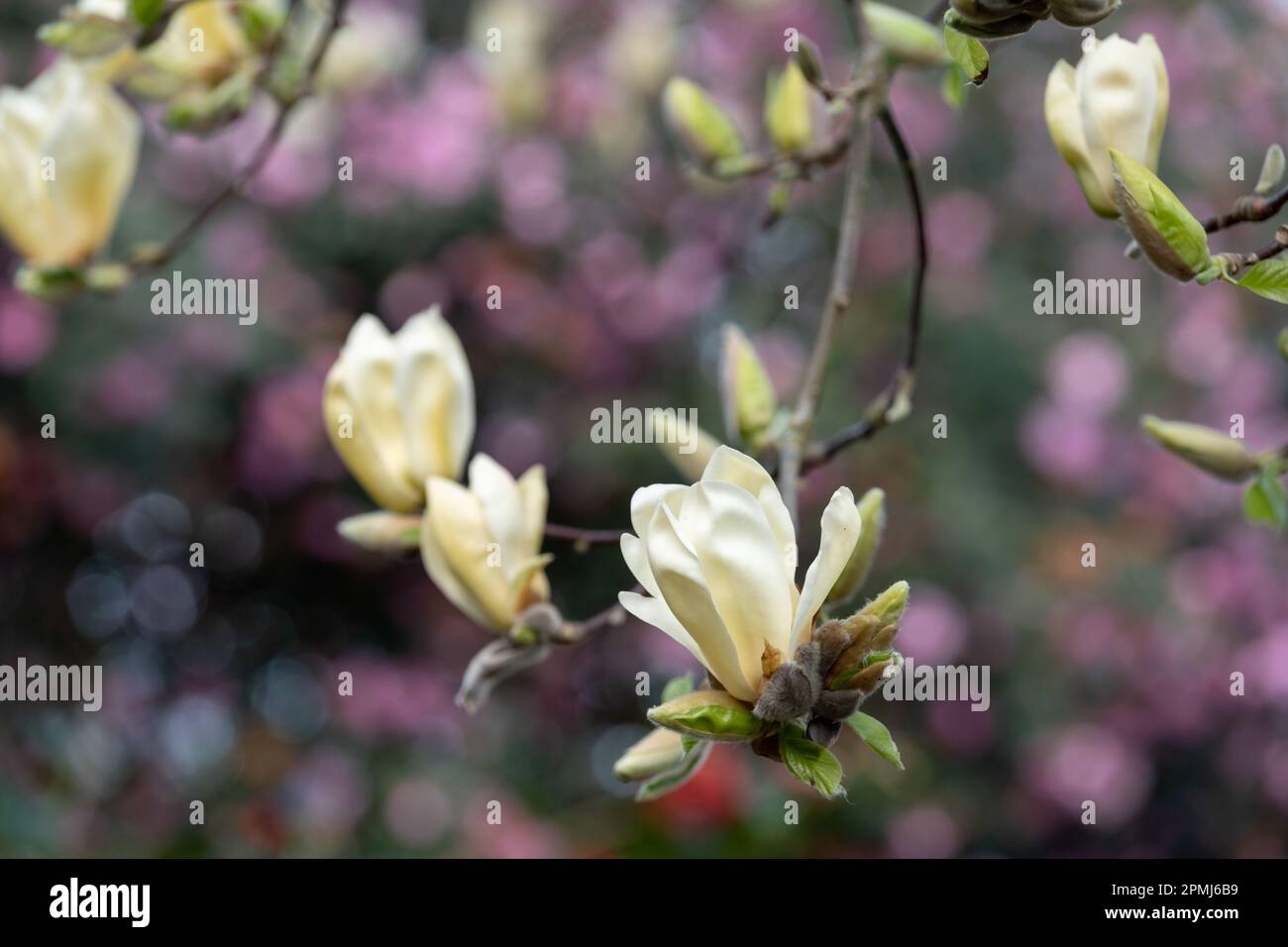 Close up of stunning yellow flowers of the rare Yellow Fever magnolia ...