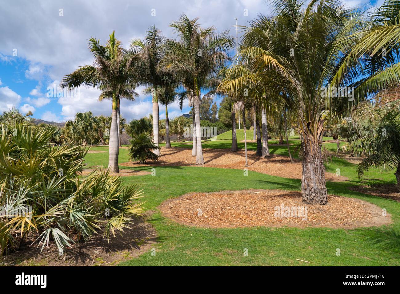 Palm trees Benalmadena park Parque la Paloma Spain Costa del Sol ...