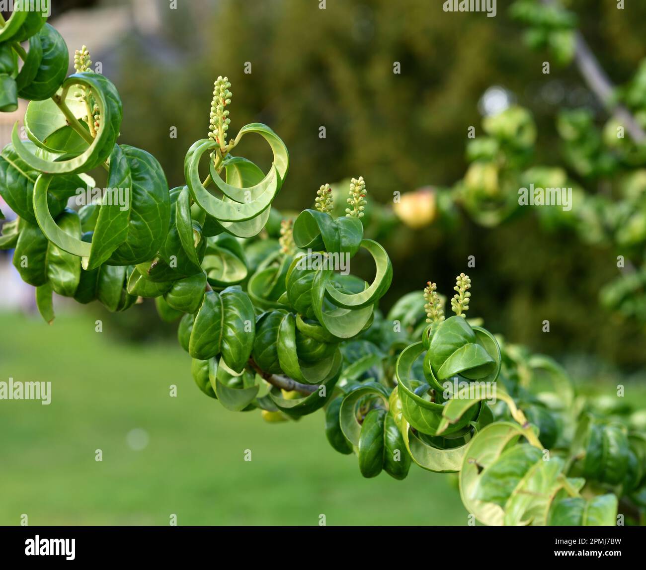 Prunus laurocerasus camelliifolia hi-res stock photography and images - Alamy