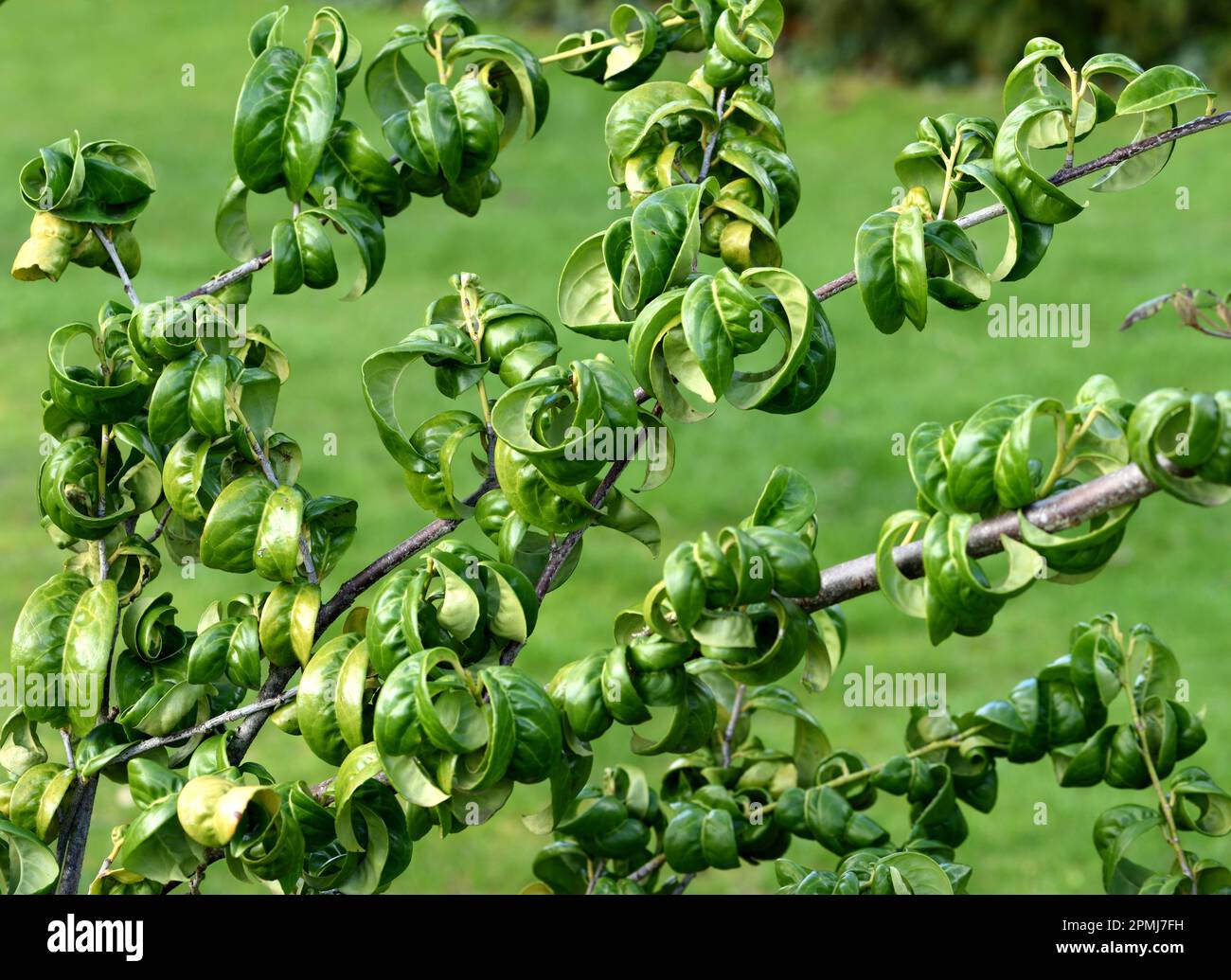 The twisted leaves of Prunus laurocerasus Camelliifolia Stock Photo - Alamy