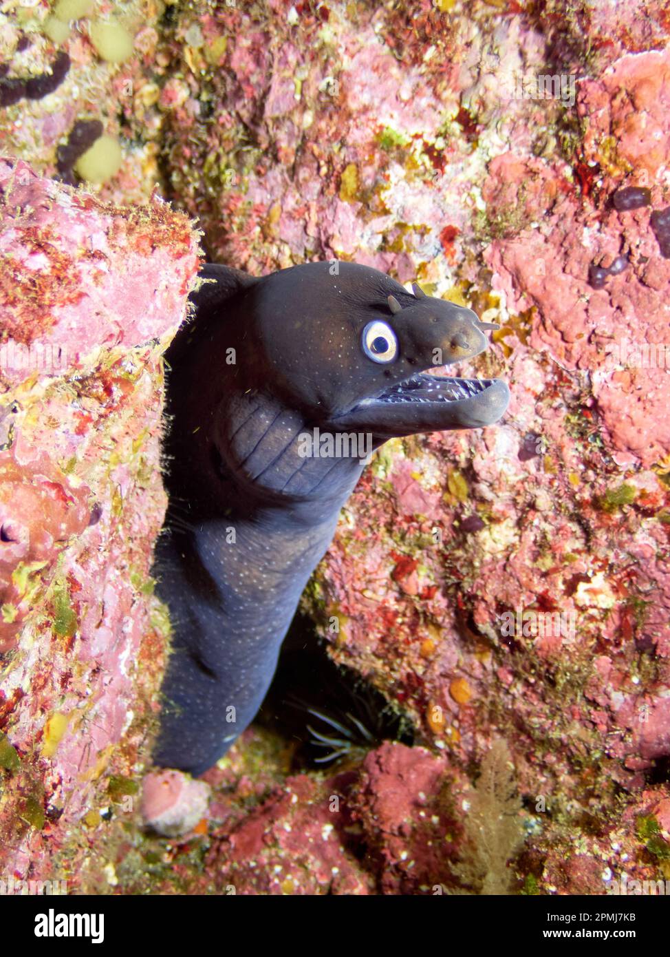 A Mediterranean moray peeking out of a crevice in the rock face of an ...