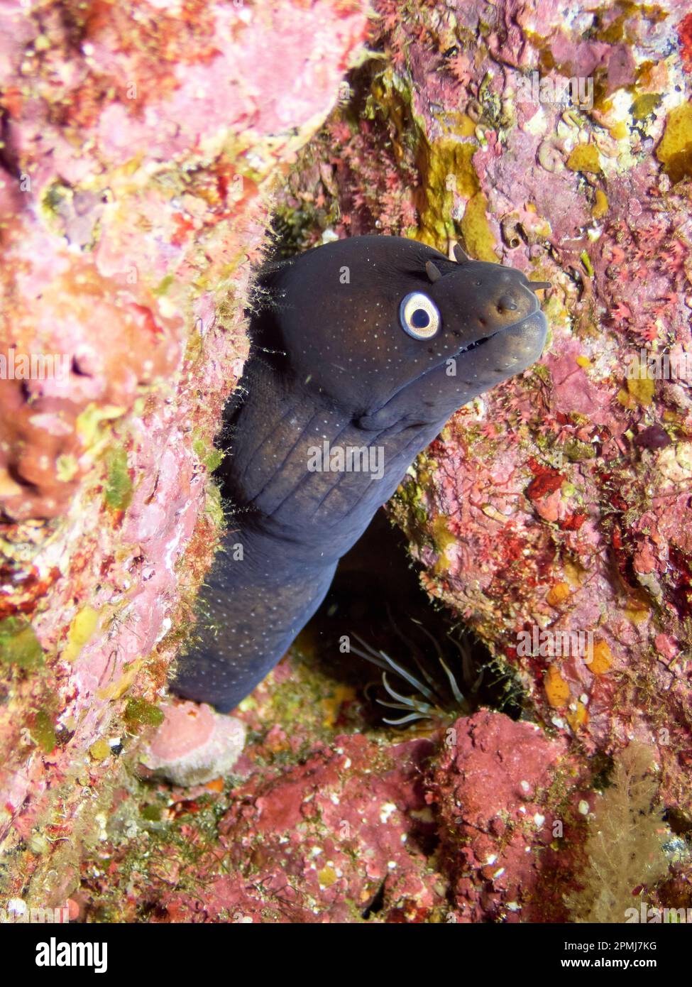 A Mediterranean moray peeking out of a crevice in the rock face of an ...