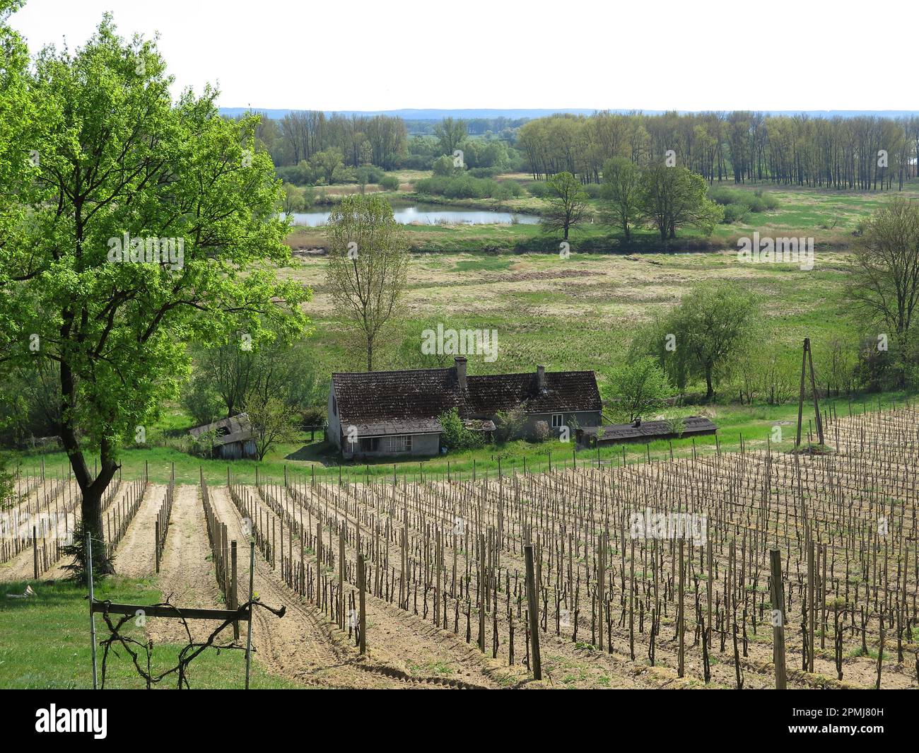 Vineyard, Winery, Winny Dworek, Zielona Gora, Poland Stock Photo - Alamy