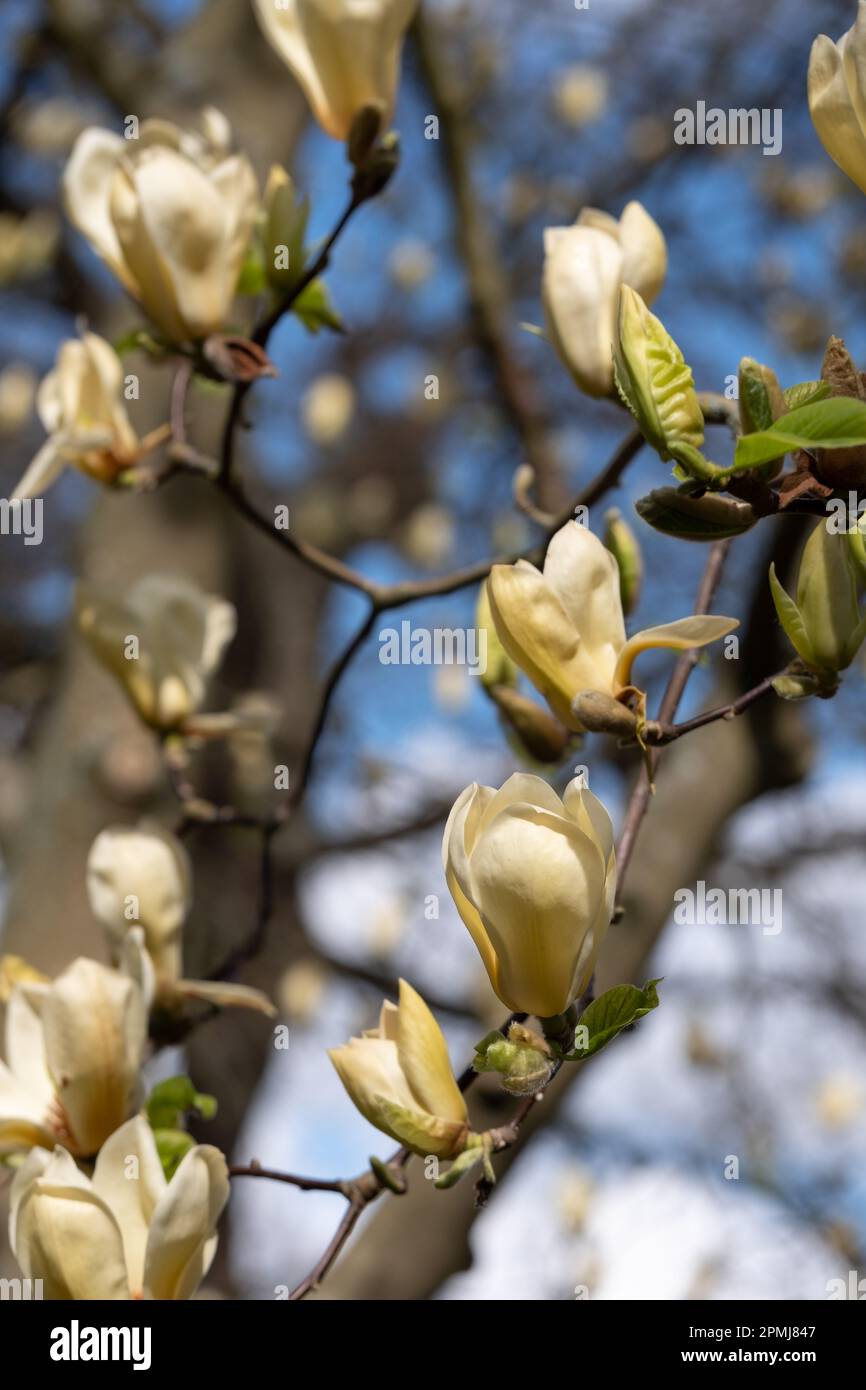 Close up of stunning yellow flowers of the rare Yellow Fever magnolia ...