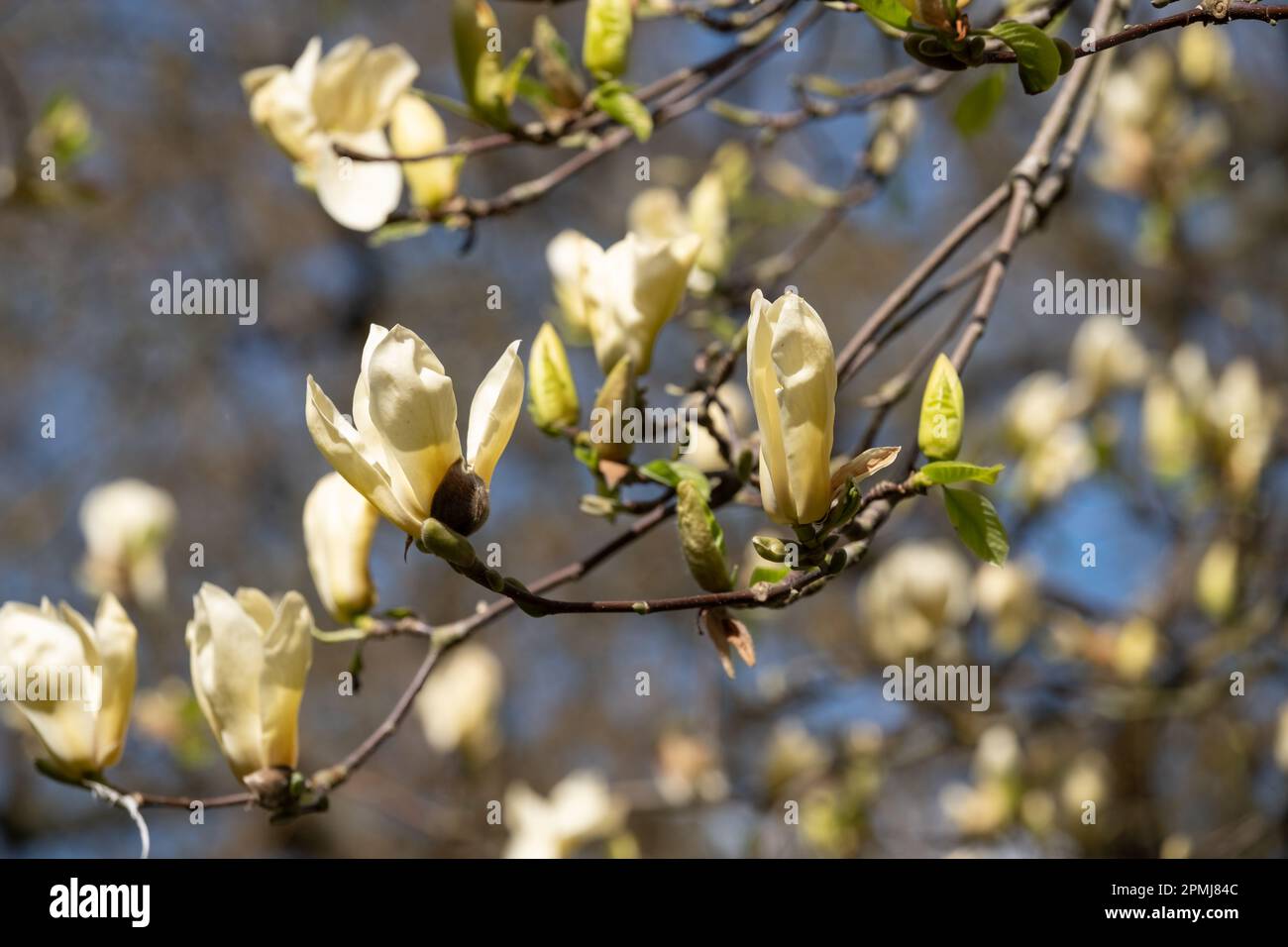Stunning yellow flowers of the rare Yellow Fever magnolia tree ...