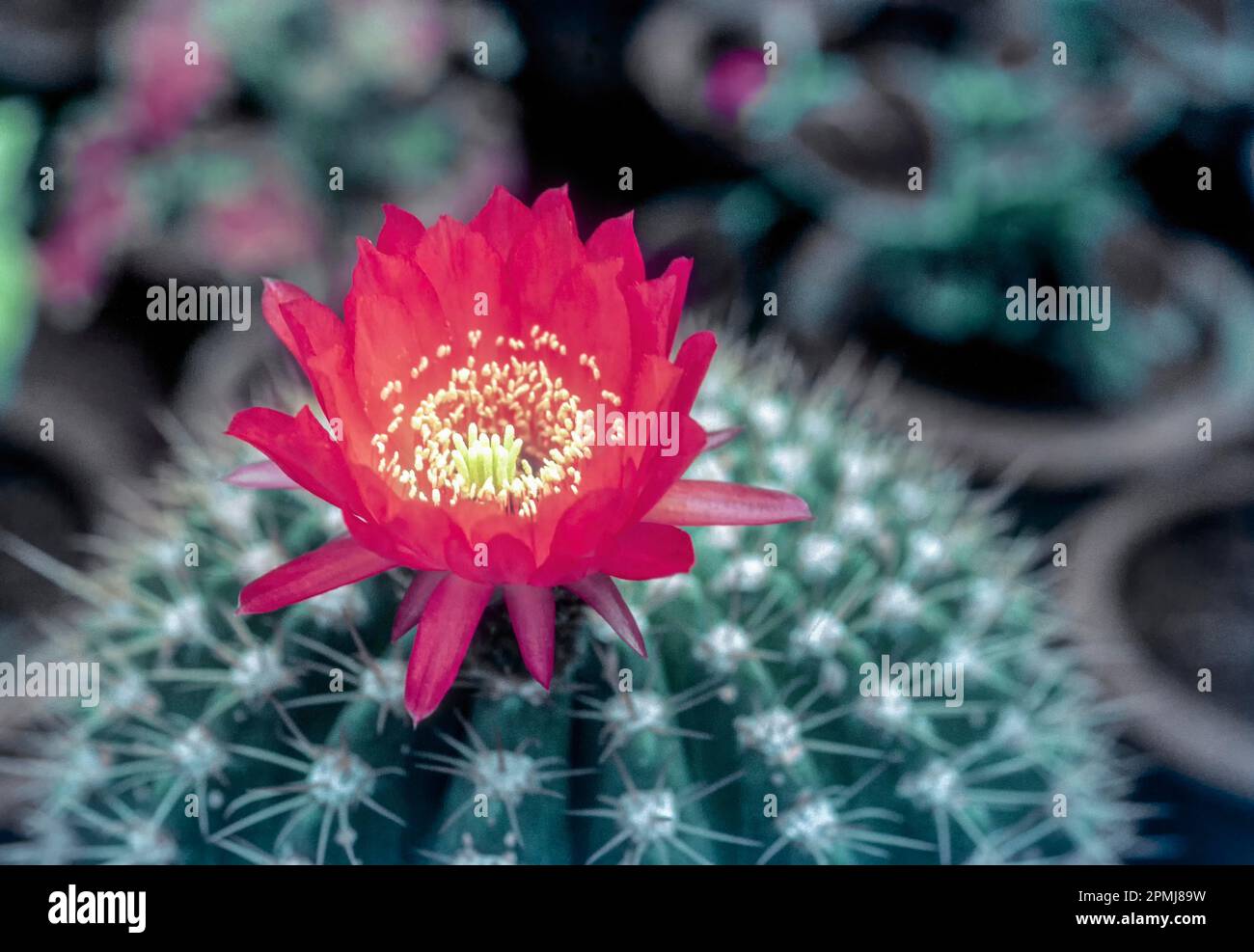 Parodia herteri hi-res stock photography and images - Alamy