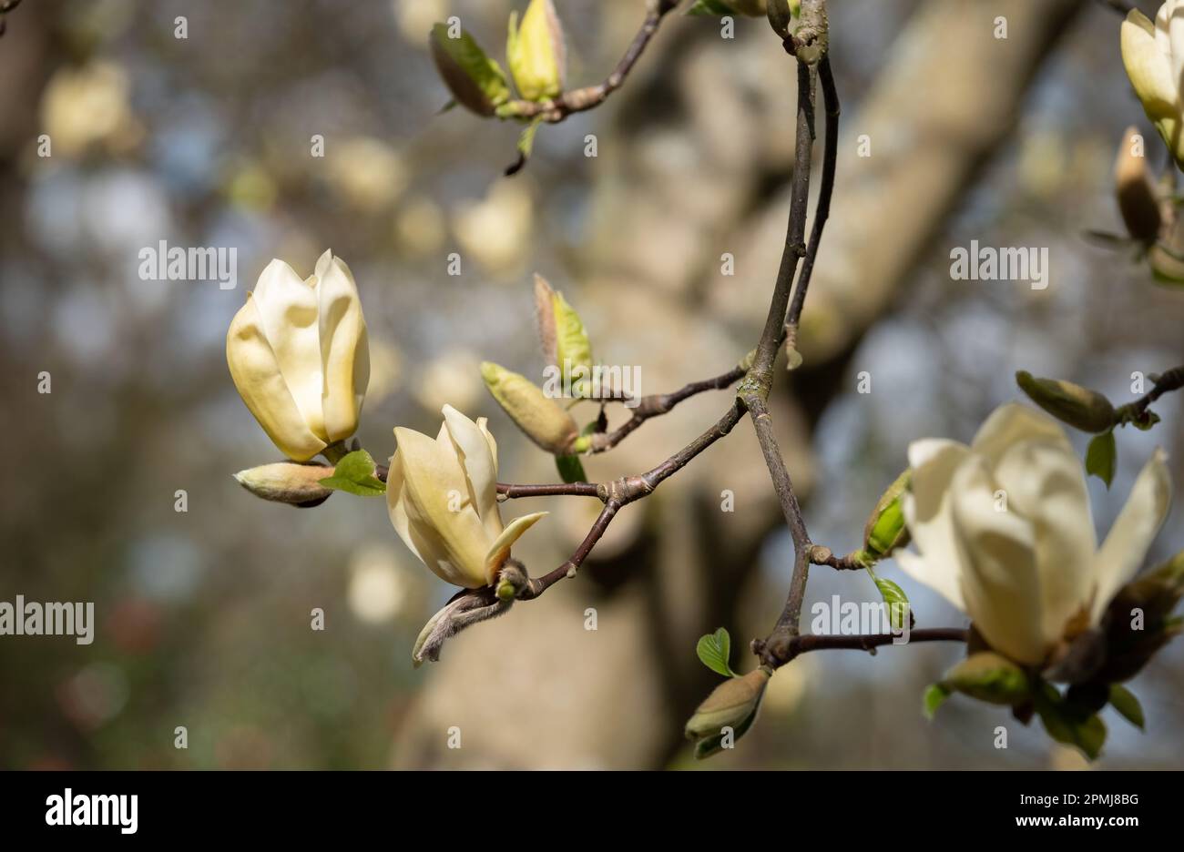 Stunning yellow flowers of the rare Yellow Fever magnolia tree ...
