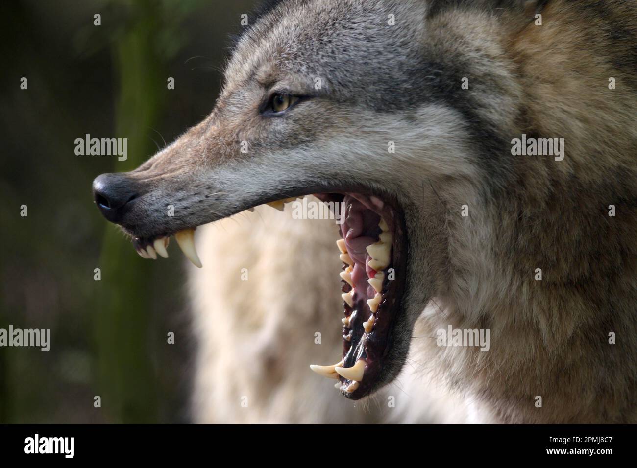 Wolf tooth hi-res stock photography and images - Alamy