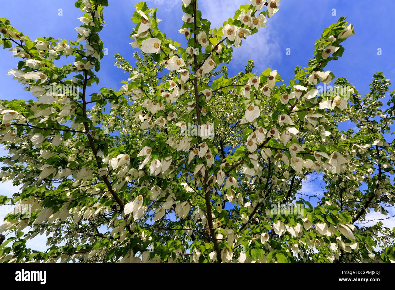 Davidia involucrata dove tree handkerchief tree hi-res stock ...