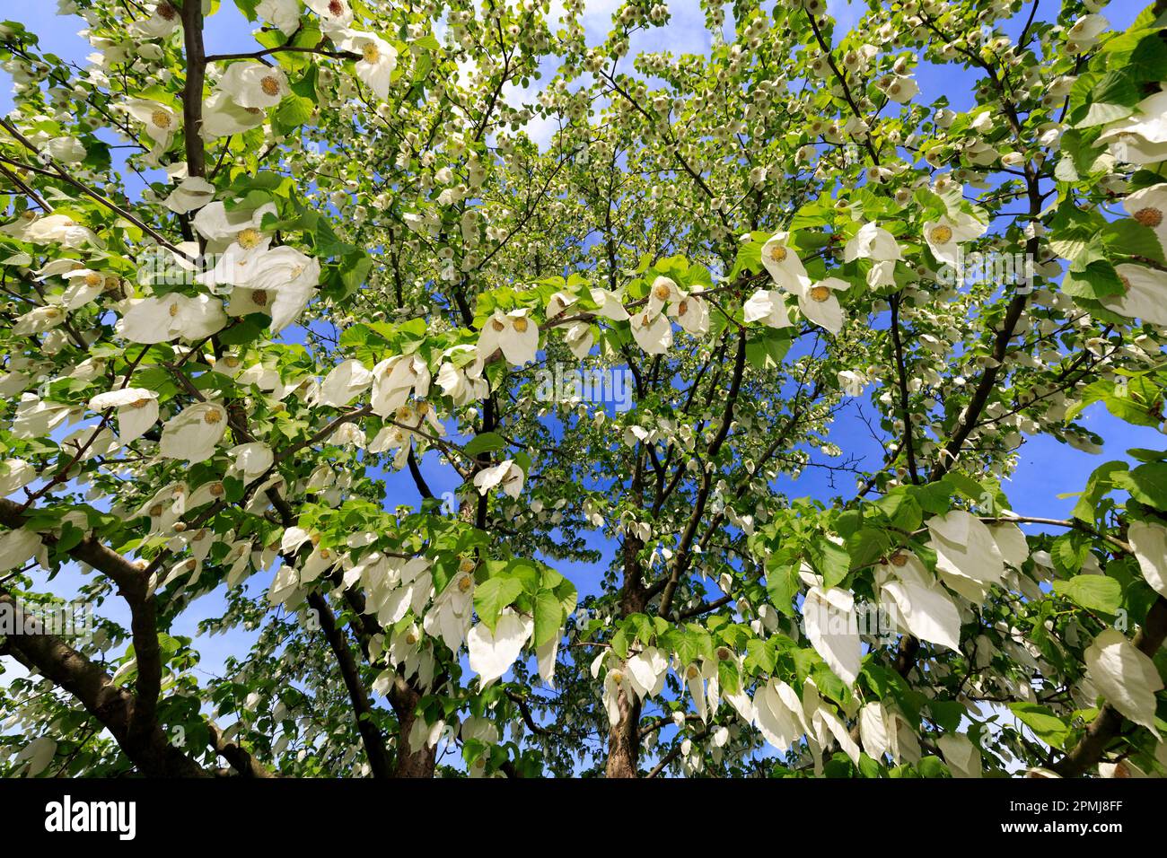 Germany, Baden-Wuerttemberg, Weinheim, Hermannshof, flowering ...
