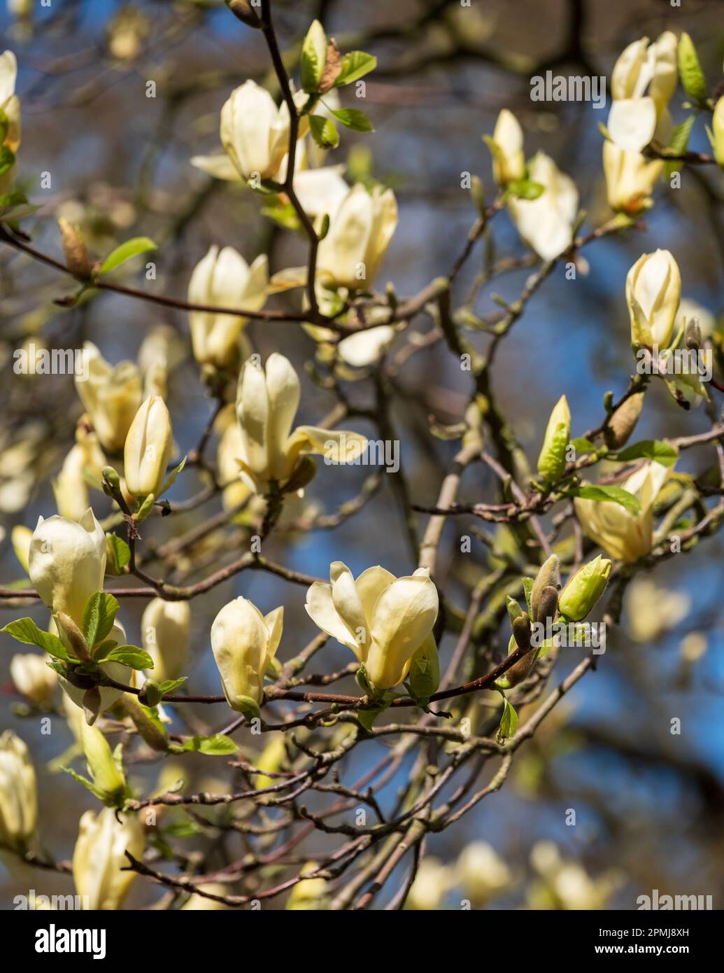 Close up of stunning yellow flowers of the rare Yellow Fever magnolia ...