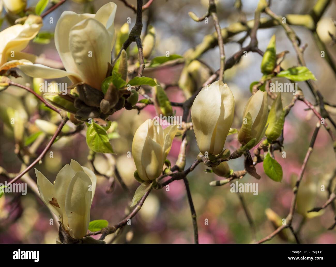 Stunning yellow flowers of the rare Yellow Fever magnolia tree ...