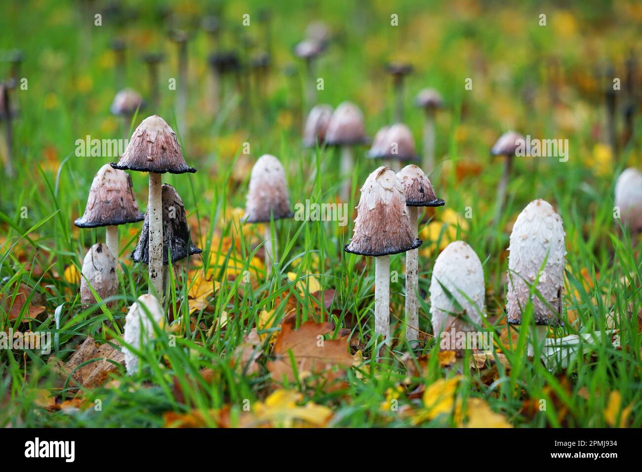 Mushrooms Coprinus comatus mushroom medicinal in a forest grass Pilz ...