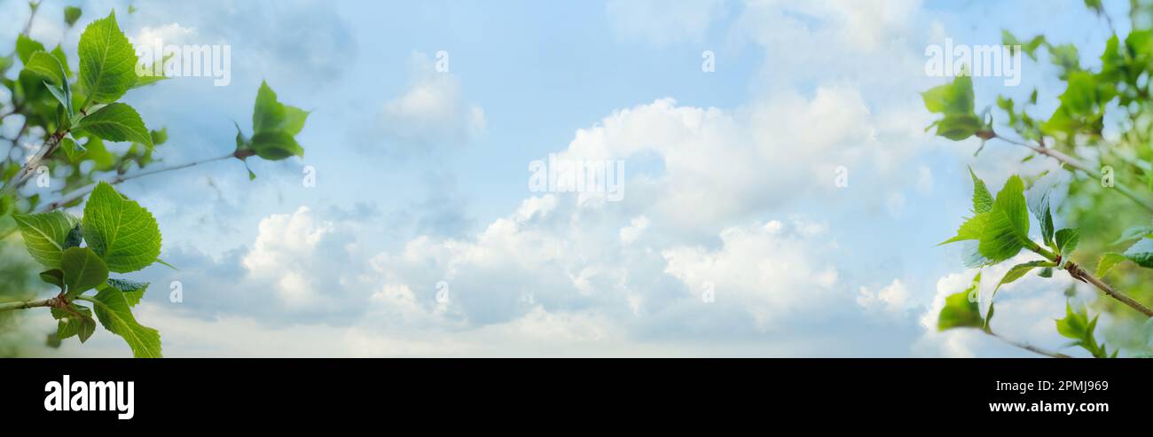 Green spring leaves against blue sky with white clouds background Stock ...