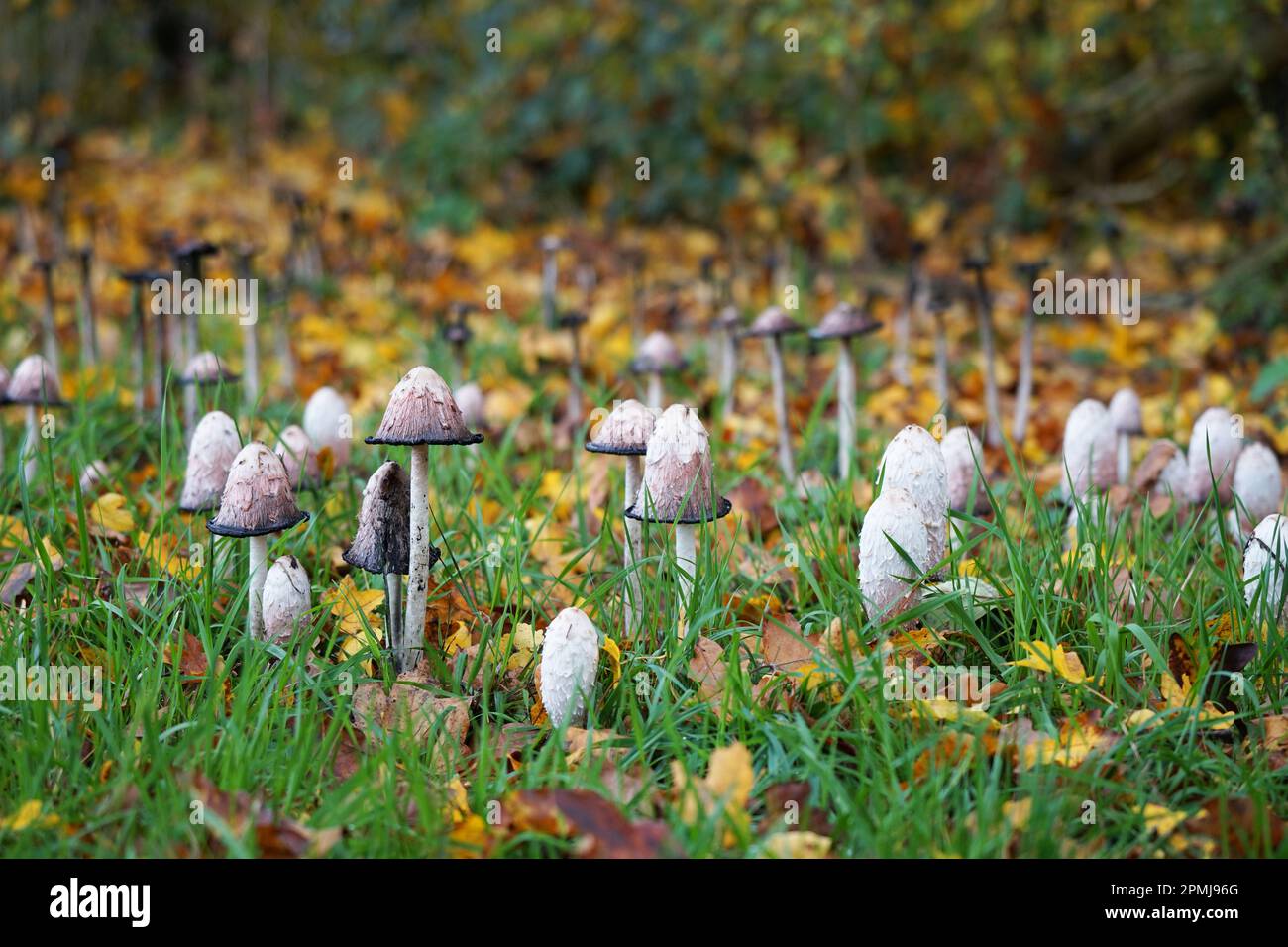 Mushrooms Coprinus comatus mushroom medicinal in a forest grass Pilz ...