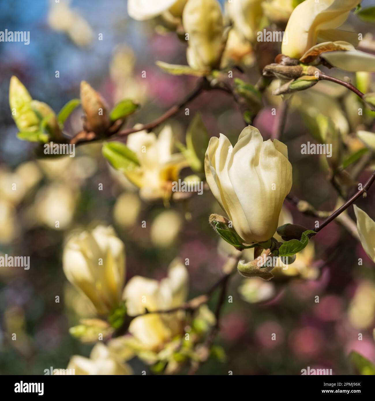 Stunning yellow flowers of the rare Yellow Fever magnolia tree ...