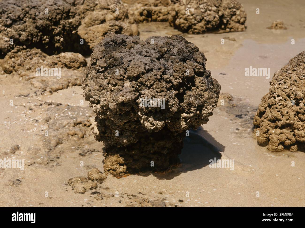 Stromatolites or stromatoliths (from Ancient Greek στρῶμα (strôma), GEN ...