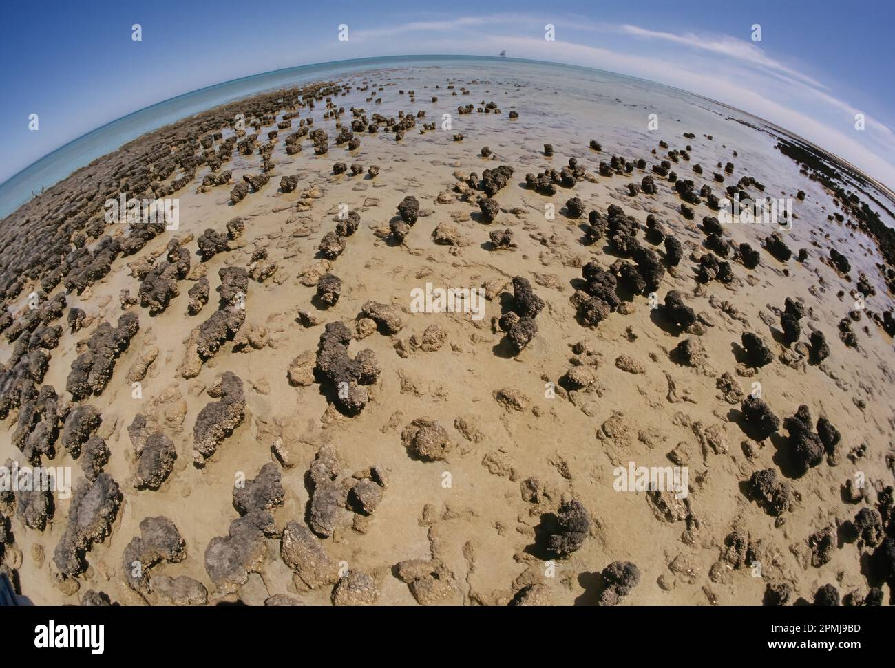 Stromatolites or stromatoliths (from Ancient Greek στρῶμα (strôma), GEN ...