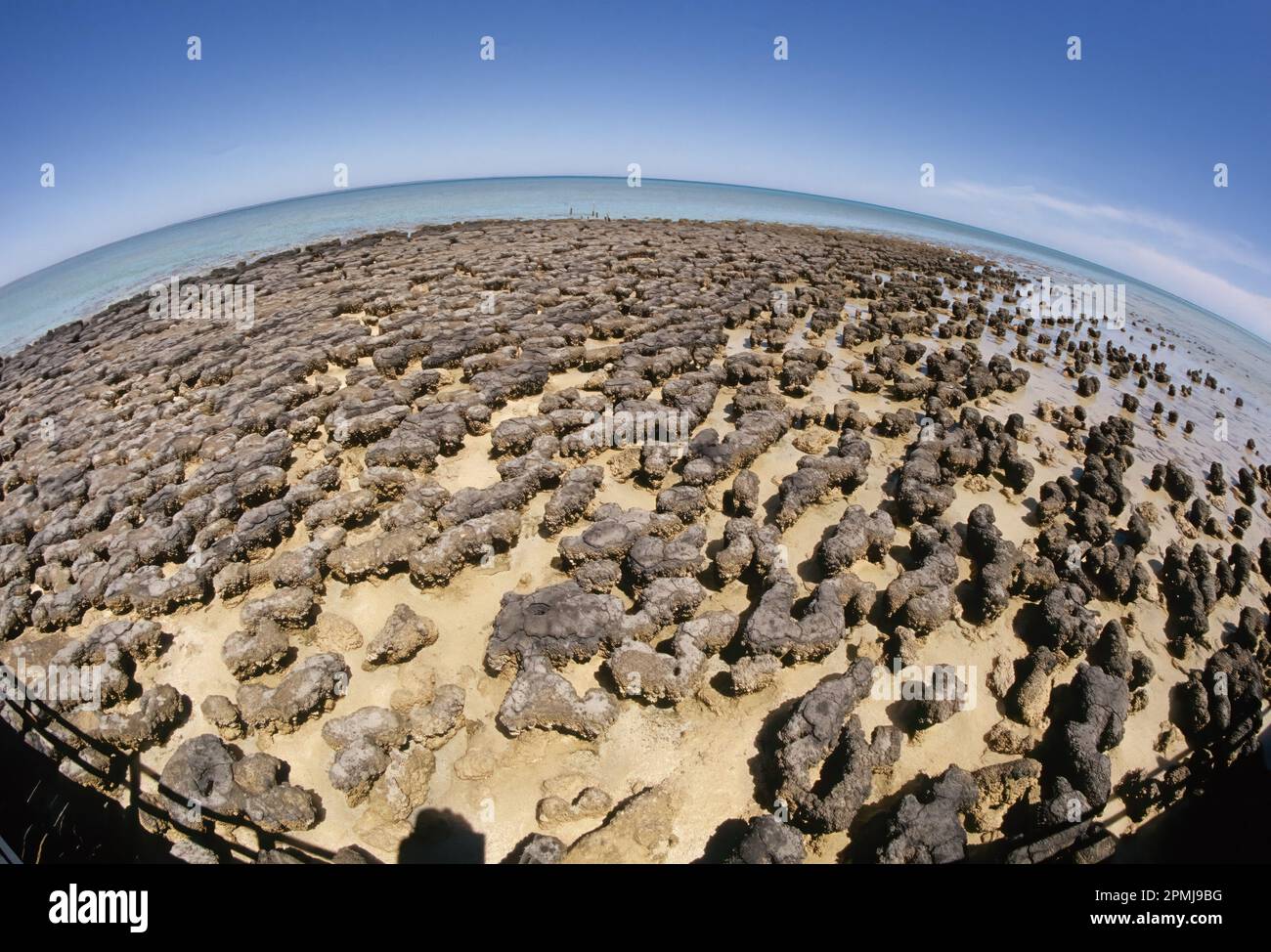 Stromatolite shark bay australia hi-res stock photography and images ...