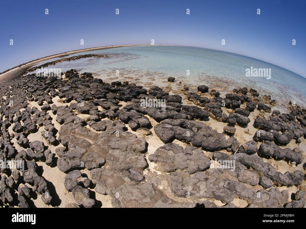 Stromatolites or stromatoliths (from Ancient Greek στρῶμα (strôma), GEN ...
