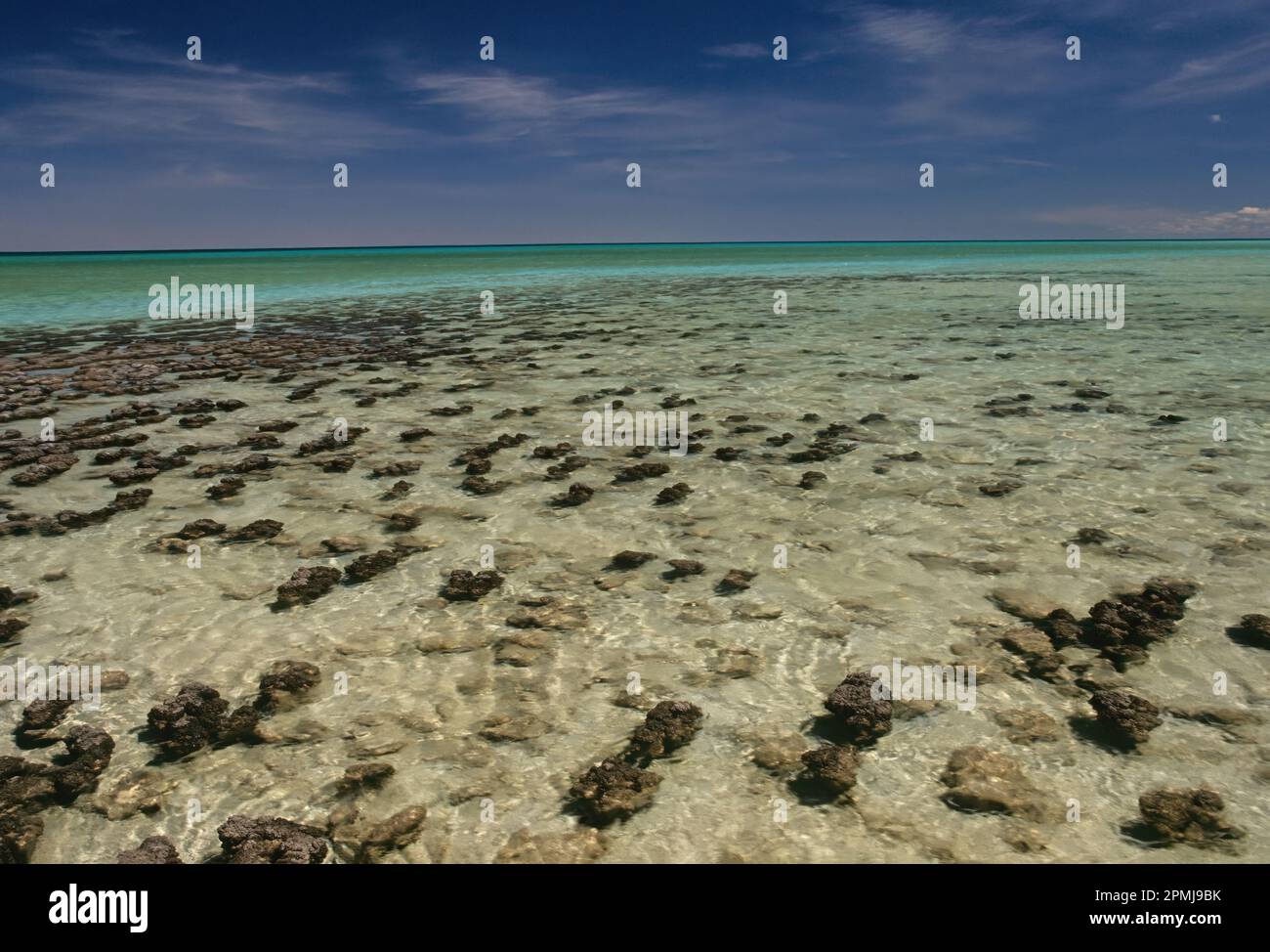 Cyanobacteria layer hi-res stock photography and images - Alamy