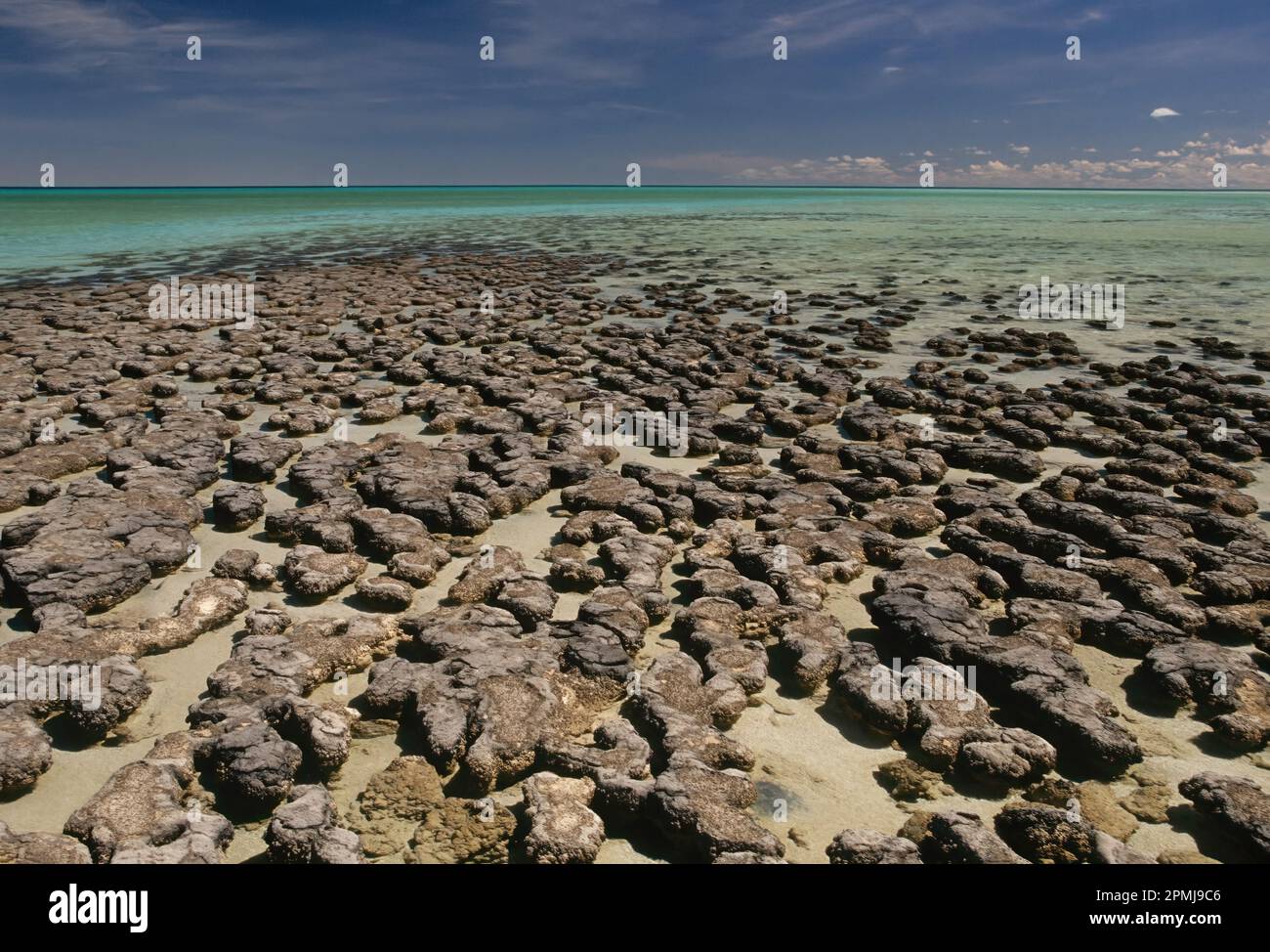 Stromatolites or stromatoliths (from Ancient Greek στρῶμα (strôma), GEN ...
