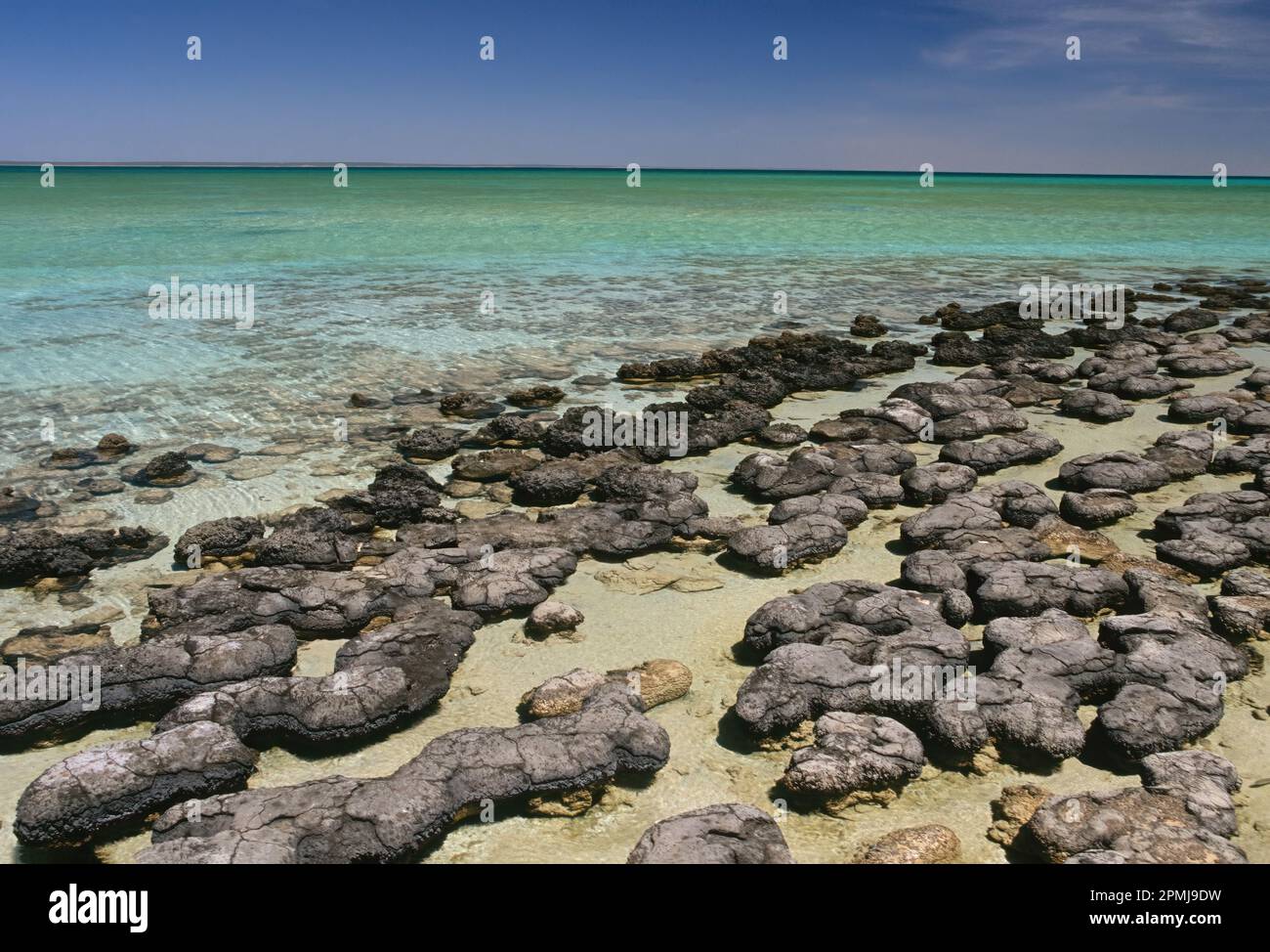 Stromatolite shark bay australia hi-res stock photography and images ...
