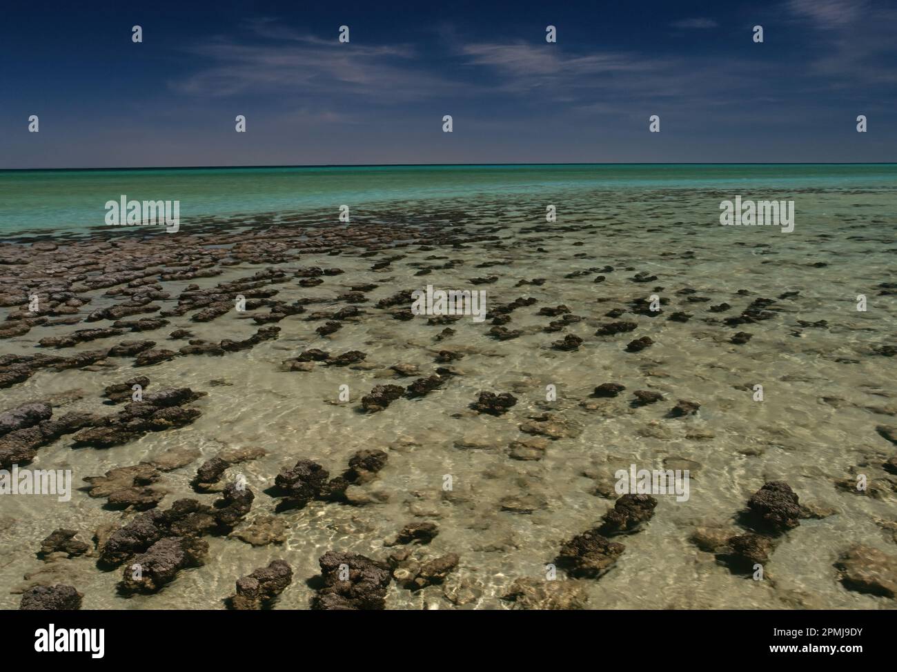 Stromatolites or stromatoliths (from Ancient Greek στρῶμα (strôma), GEN ...