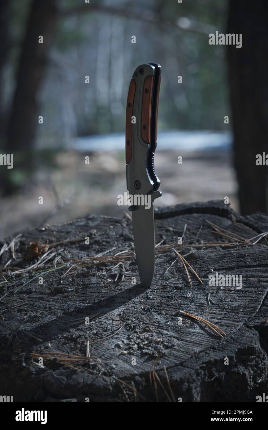 Folding knife for survival is stuck in stump sawn tree against ...