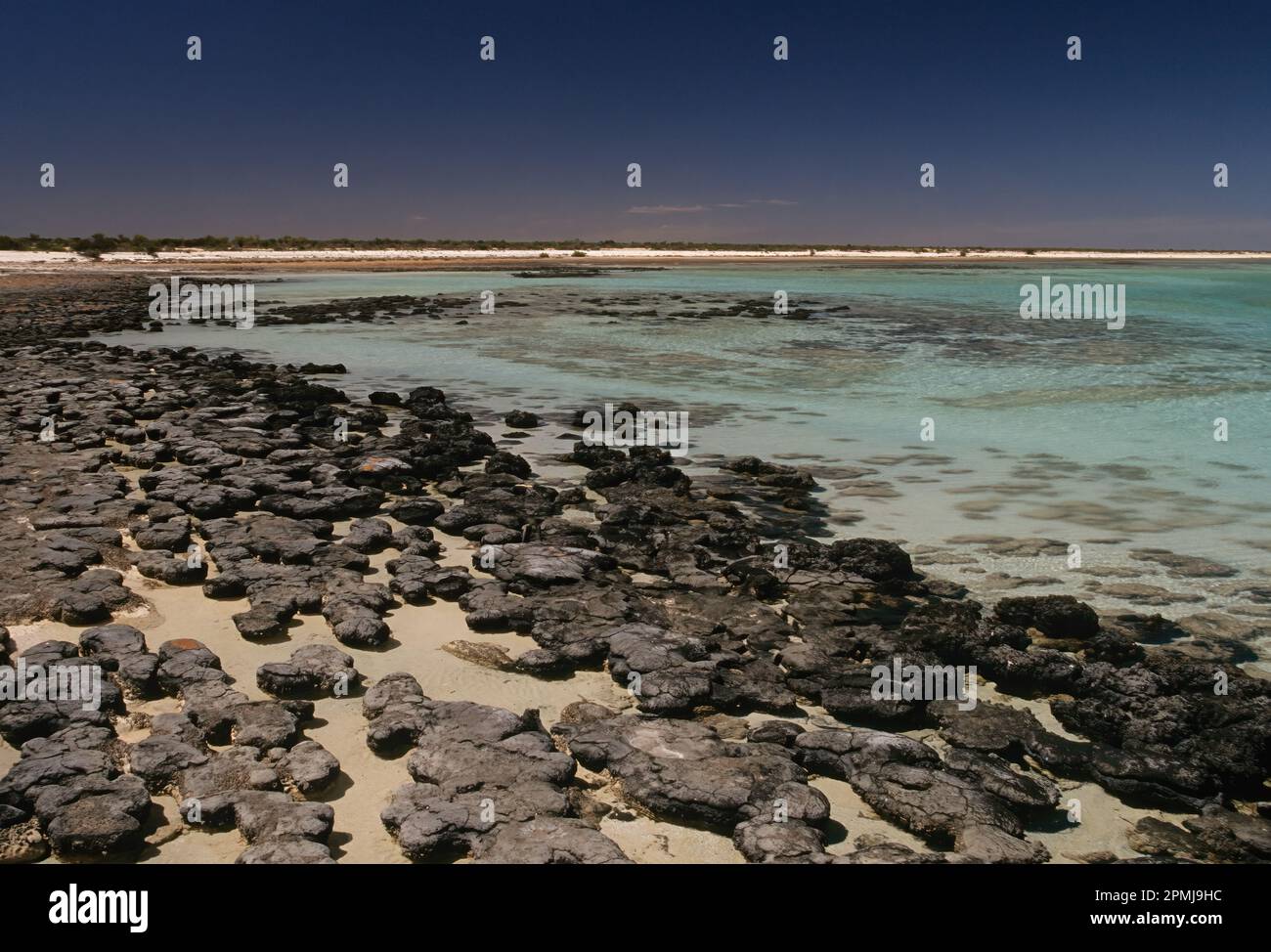 Stromatolites or stromatoliths (from Ancient Greek στρῶμα (strôma), GEN ...