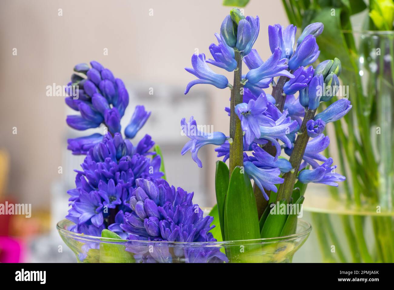 blue hyacinth stands in a vase in a flower shop Stock Photo - Alamy