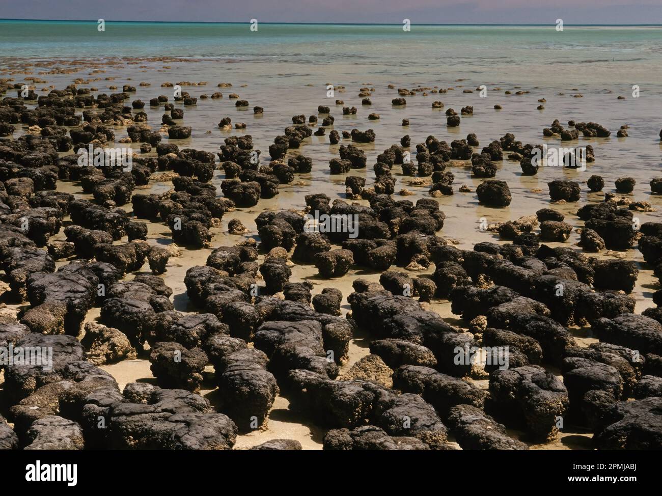 Stromatolites or stromatoliths (from Ancient Greek στρῶμα (strôma), GEN ...