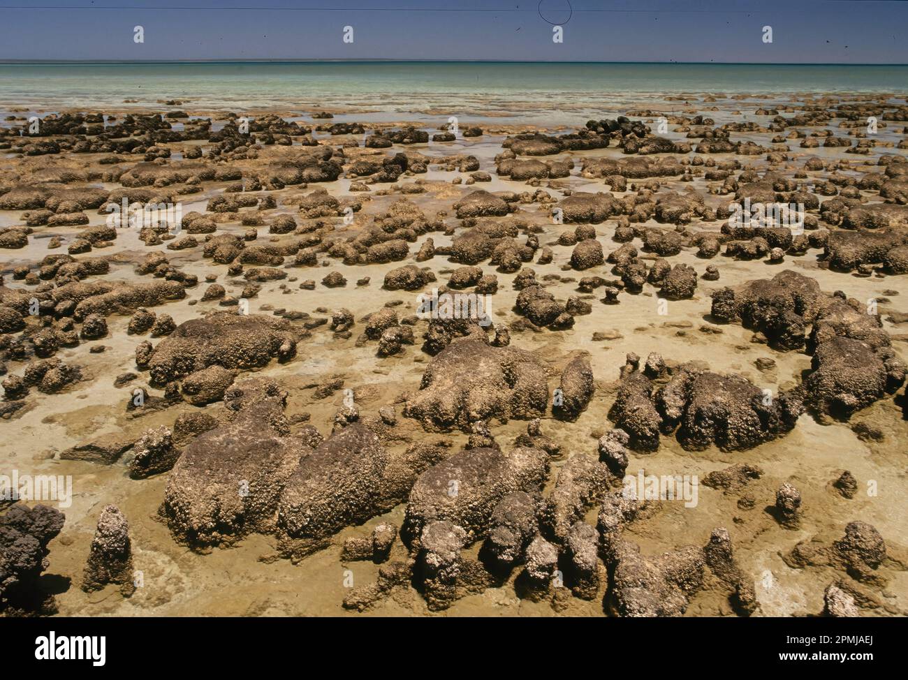 Stromatolites or stromatoliths (from Ancient Greek στρῶμα (strôma), GEN ...