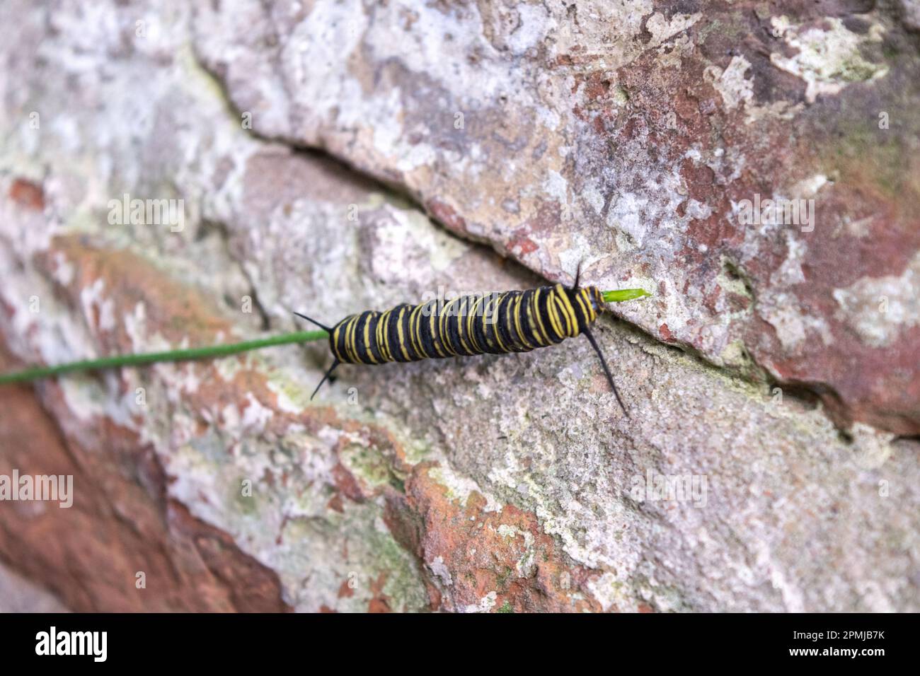 caterpillar of a monarch butterfly Stock Photo - Alamy