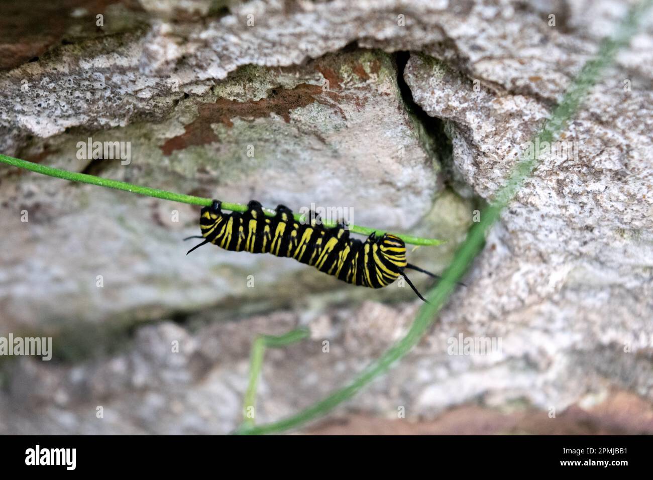 caterpillar of a monarch butterfly Stock Photo - Alamy