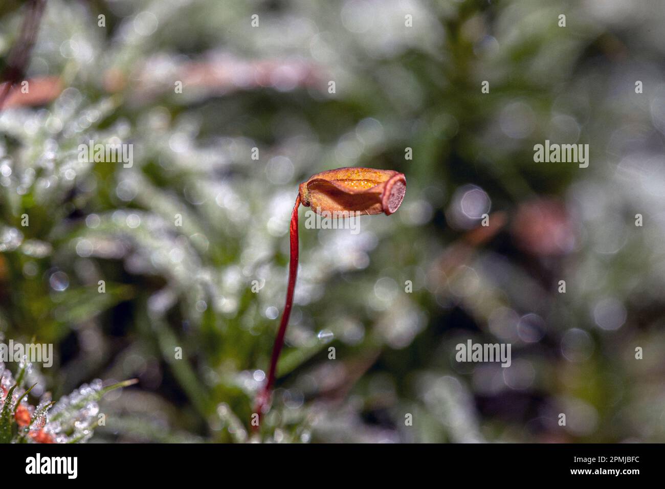 Ice and moss hi-res stock photography and images - Alamy