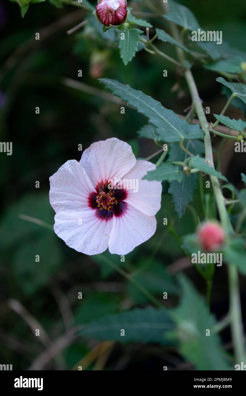 Beautiful flower of a pavonia hastata Stock Photo - Alamy