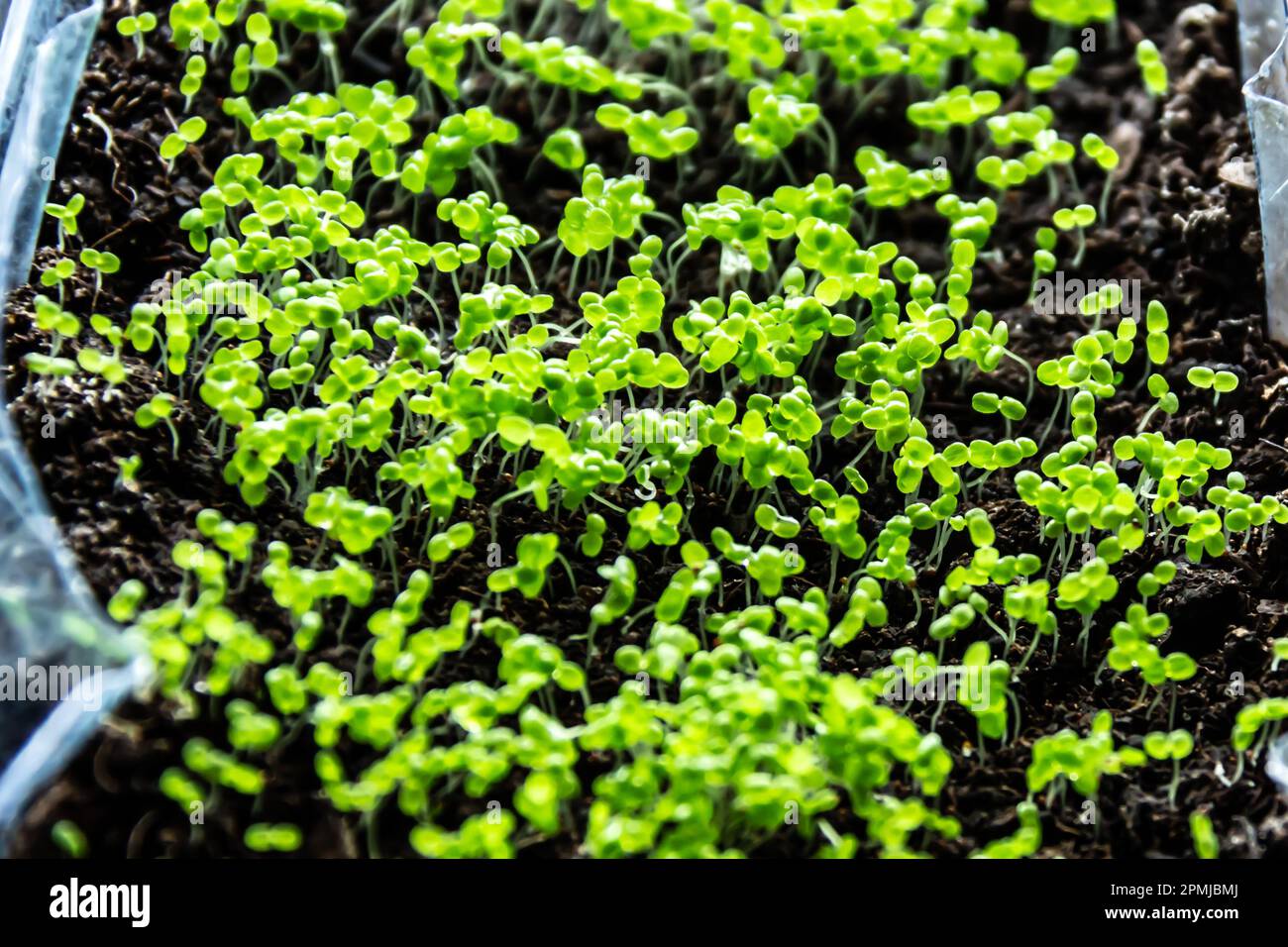 Lobelia seedlings young sprouts Stock Photo - Alamy