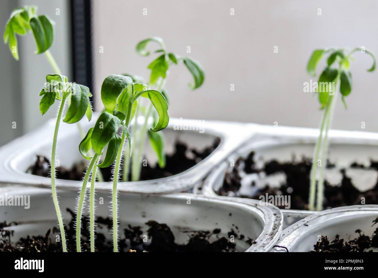 Leaves tomato seedlings in hi-res stock photography and images - Alamy