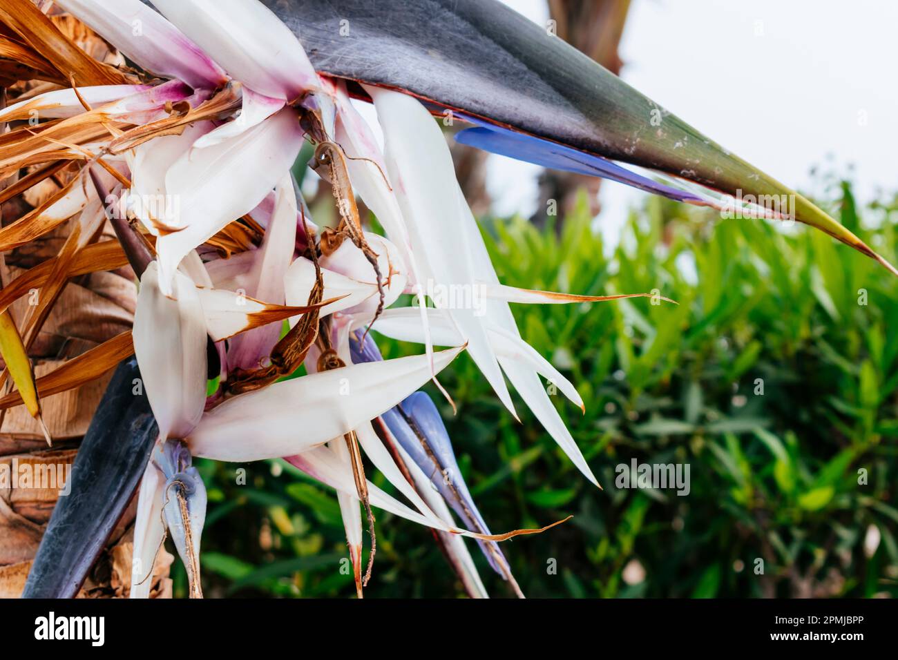 Strelitzia is a genus of five species of perennial plants, native to ...