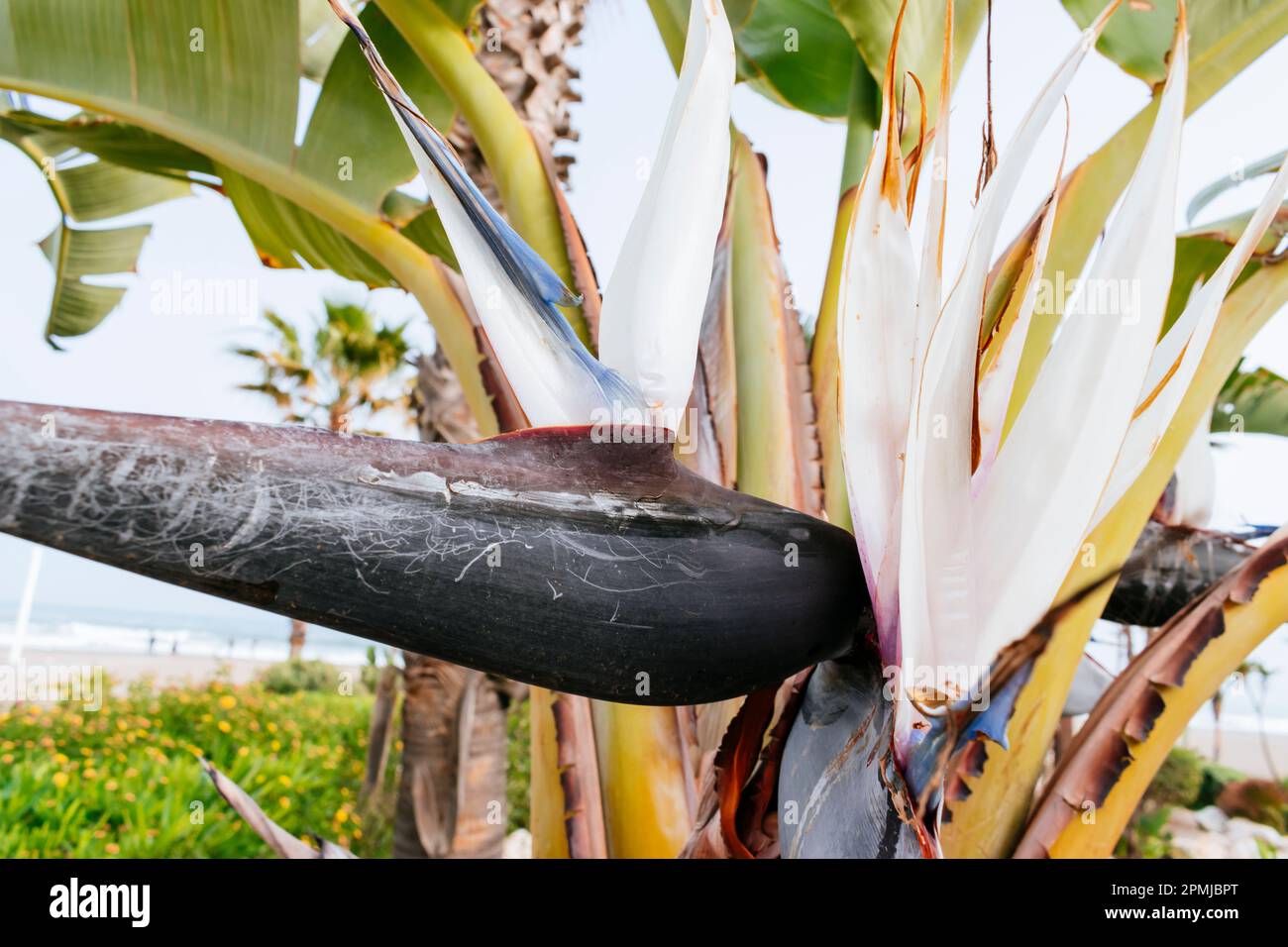 Strelitzia is a genus of five species of perennial plants, native to ...