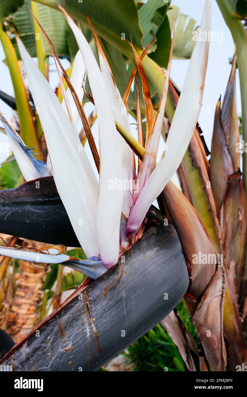 Strelitzia is a genus of five species of perennial plants, native to ...