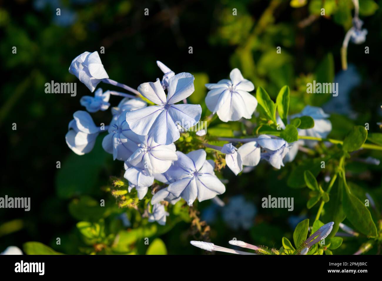 Closeup photo of a blue jasmine Stock Photo - Alamy