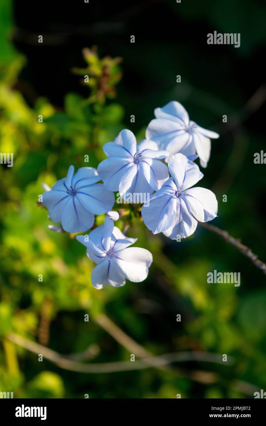 Closeup photo of a blue jasmine Stock Photo - Alamy